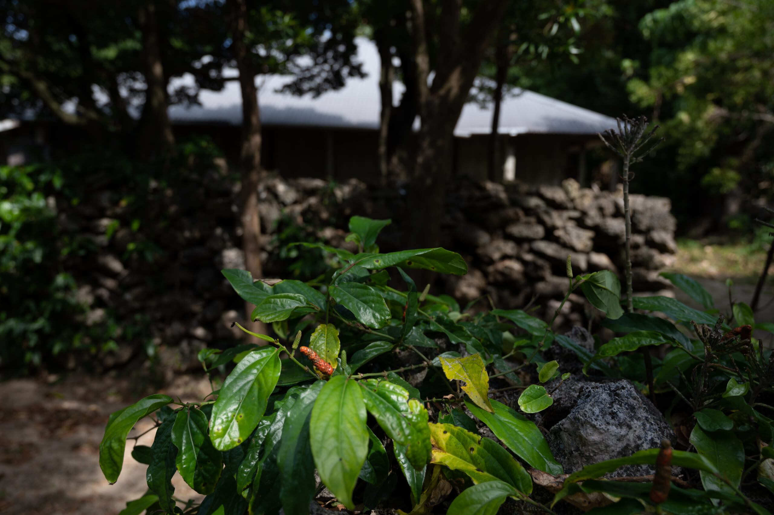 Hatoma Island (鳩間島) Guide | Quiet Blue of Yaeyama