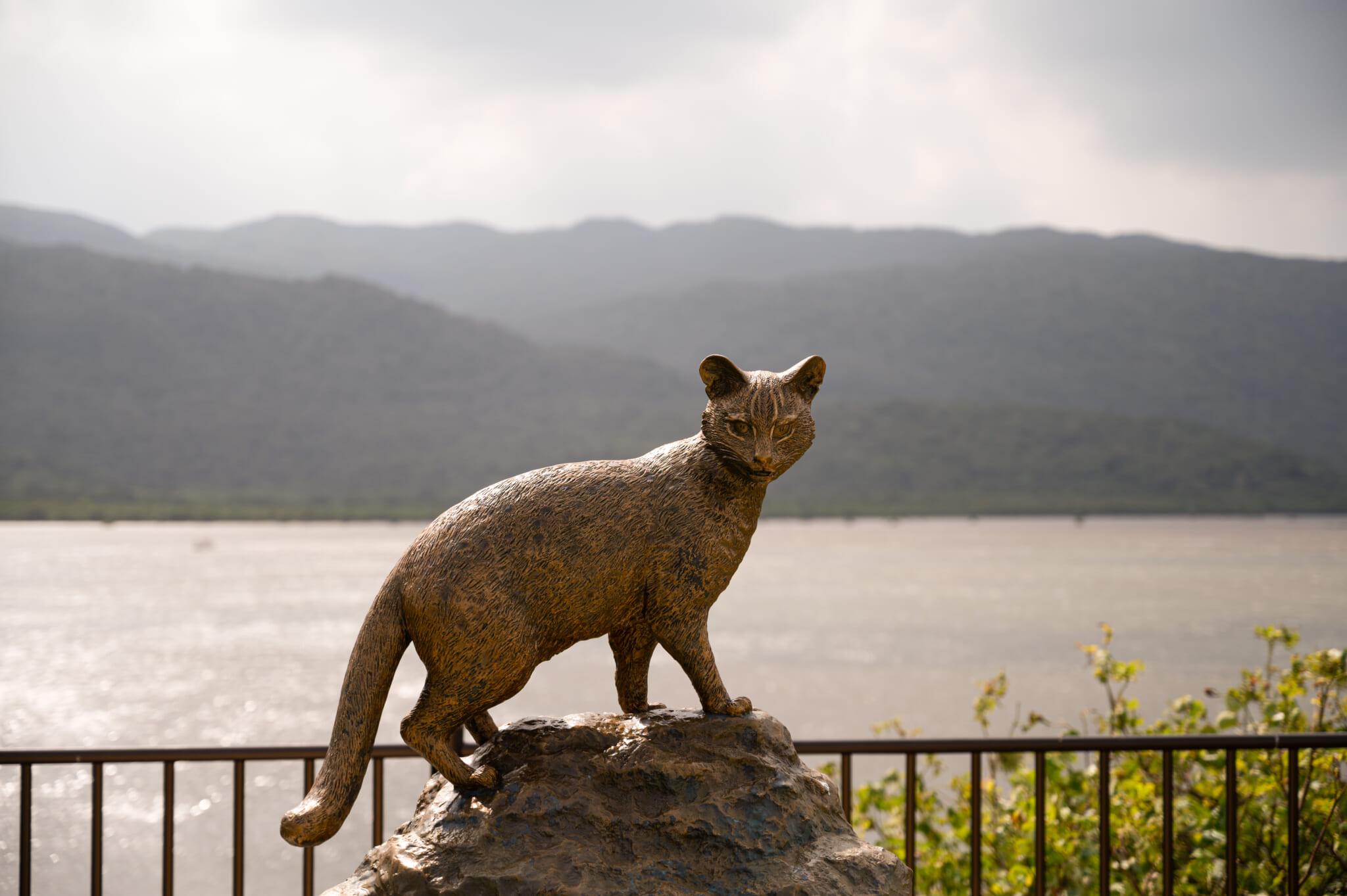 Iriomote Island Travel Guide | Yaeyama Jungle & Yamaneko